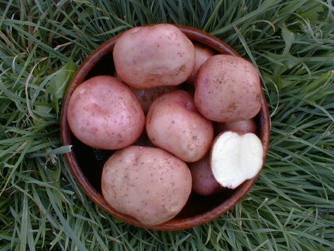 Kerr’s Pink Seed Potatoes - Patch