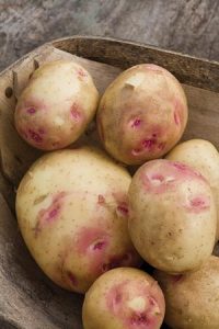 Cara Seed Potatoes - Patch