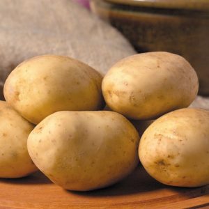 Maris Piper Seed Potatoes - Patch