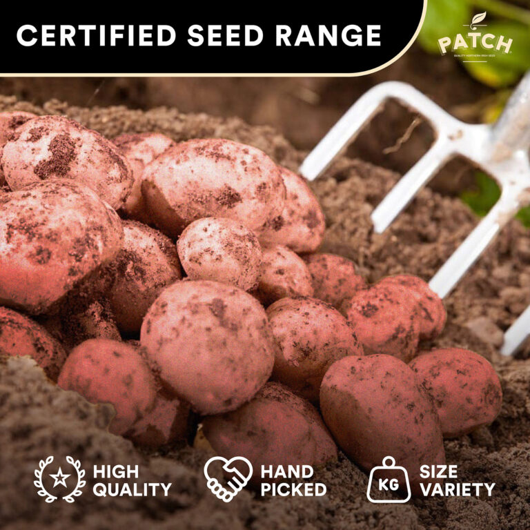 10Kg Certified Seed Potatoes - Choose from OVER 25 varieties! - Patch