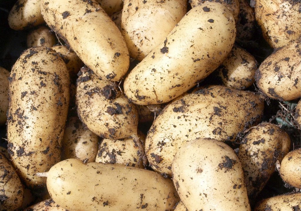 BELLE De FONTENAY Seed Potatoes - Buy seed potatoes online at Patch