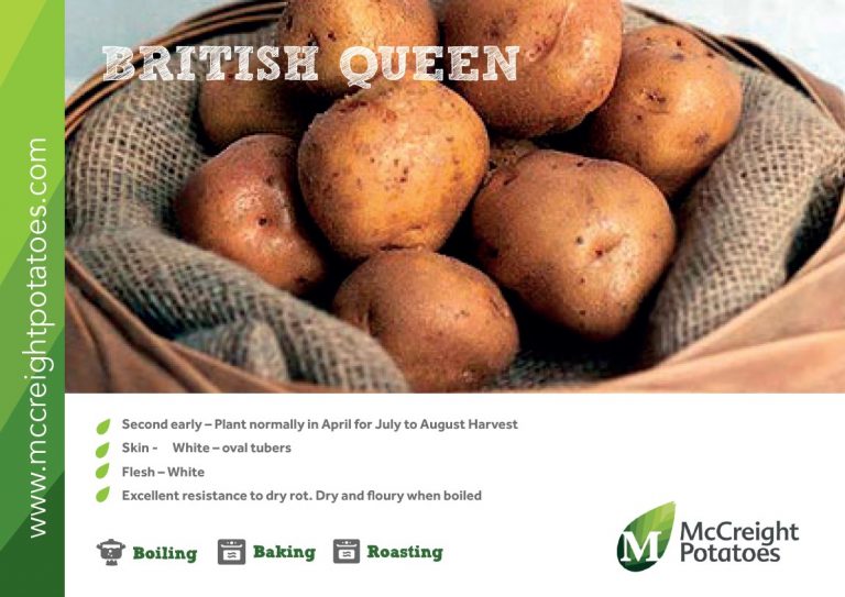 British Queen Seed Potatoes - Patch