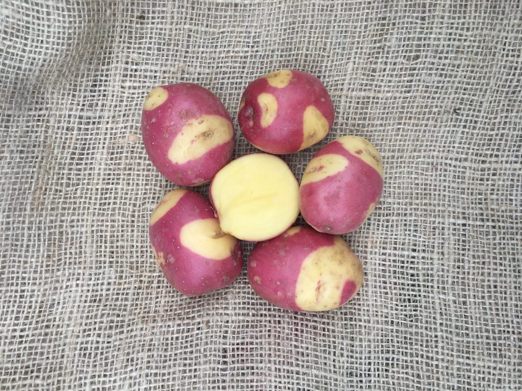 CELEBRATION Seed Potatoes - Patch