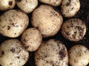 Seed Potatoes - All Varieties - Patch