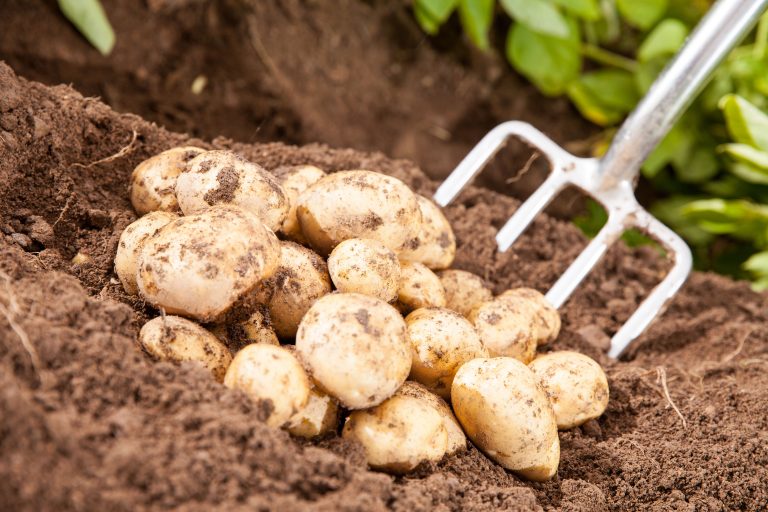 25Kg Certified Seed Potatoes - Choose from OVER 15 varieties! - Patch