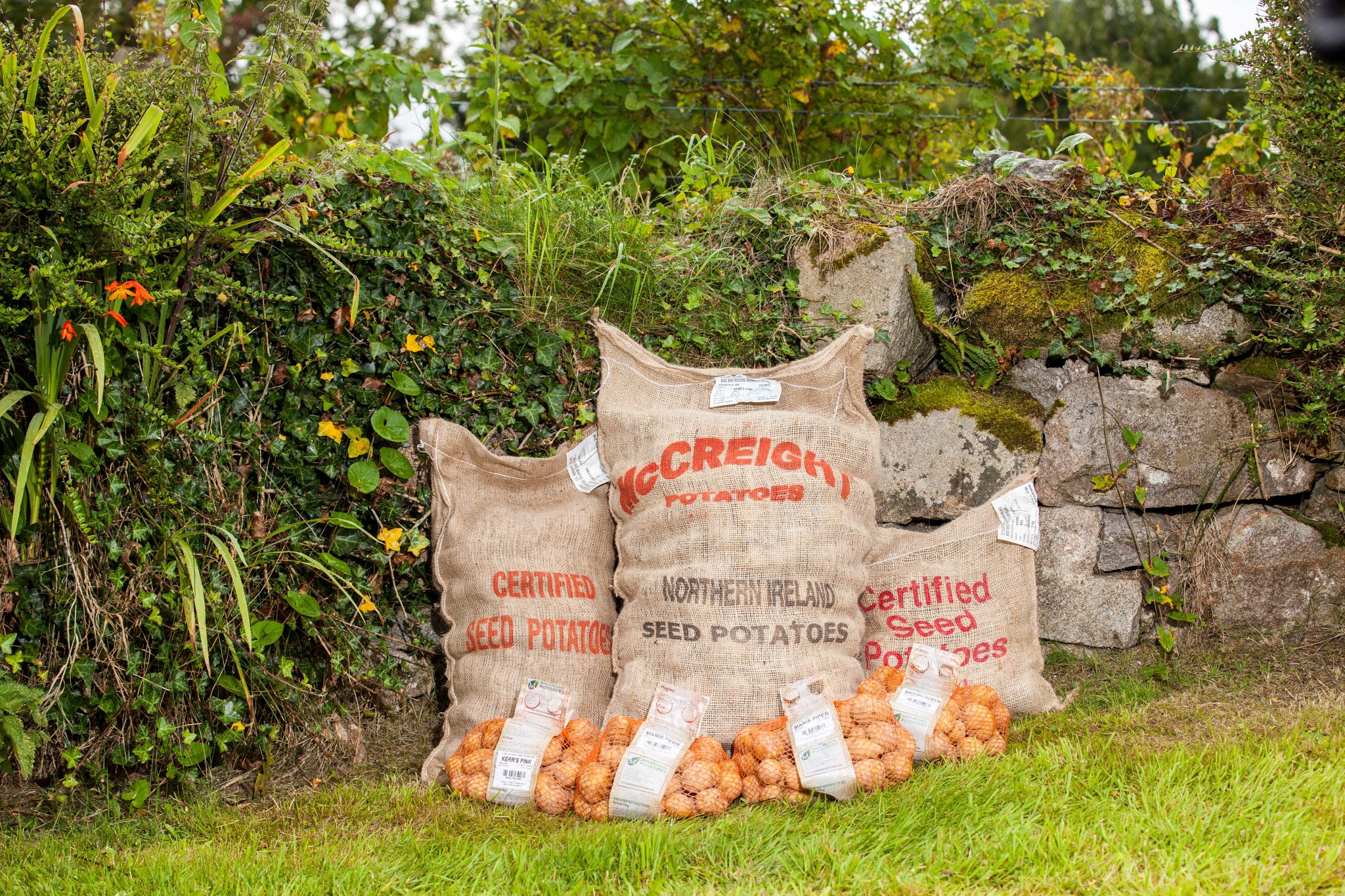 5Kg Certified Seed Potatoes – Choose from OVER 25 varieties! – Patch