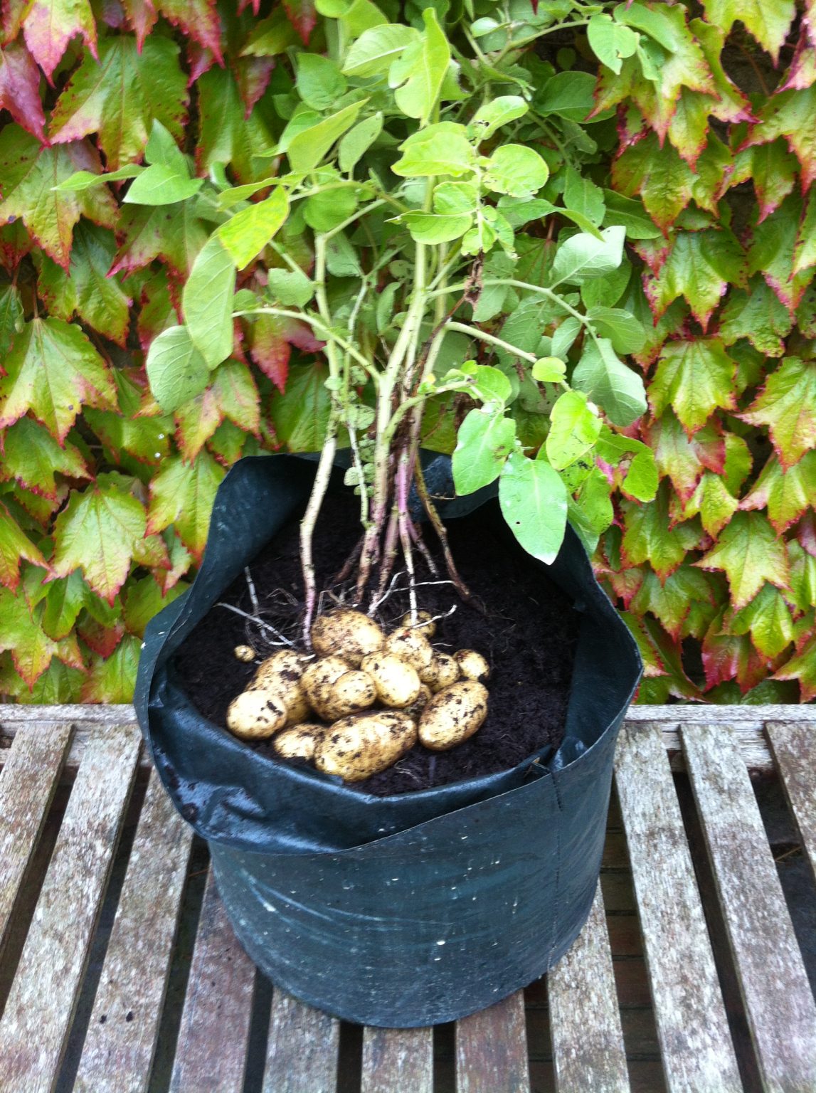 Complete Seed Potato Growing Kit – Grow Your Own Potatoes Kit – Patch