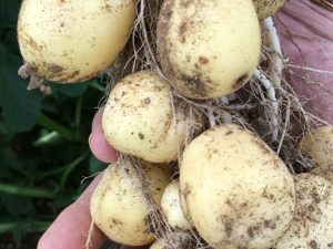 Maincrop Seed Potatoes Archives - Patch