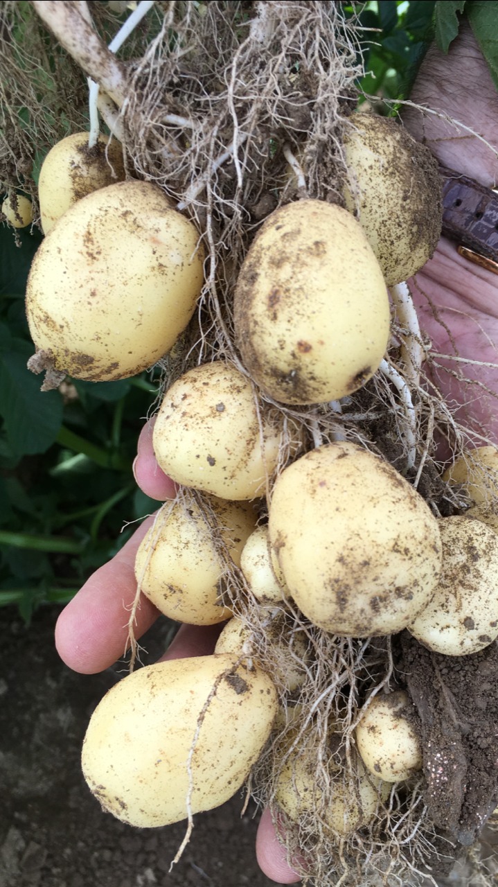 MEERA Seed Potatoes - Patch