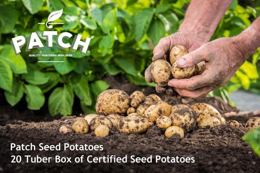 20x Certified Seed Potatoes - Choose from OVER 40 varieties! - Patch