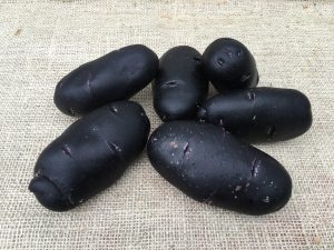 PURPLE RAIN Seed Potatoes - Patch