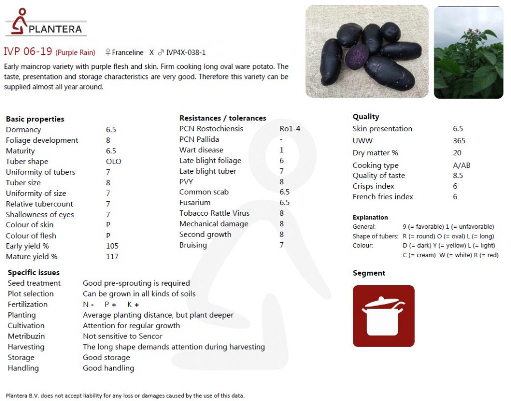 PURPLE RAIN Seed Potatoes - Patch