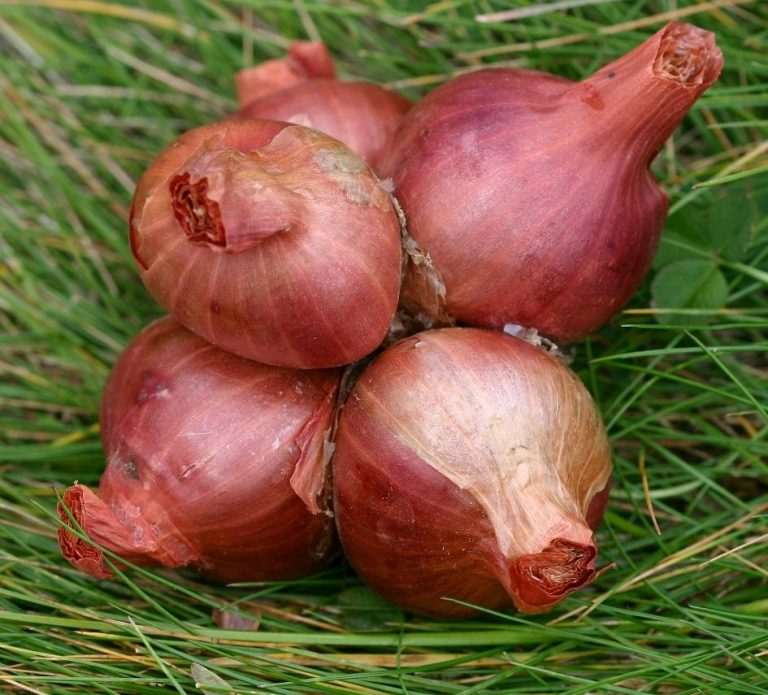 Red Biztro Shallot Sets - 500g Pack - Patch