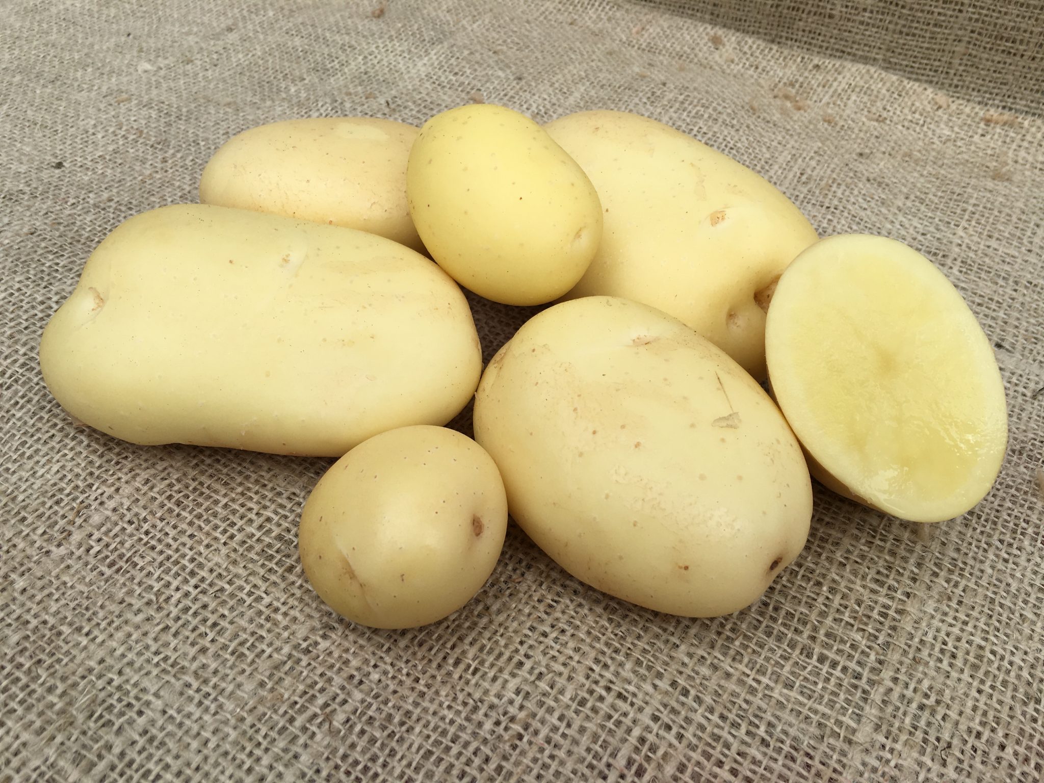 SHERMAN Seed Potatoes - Patch