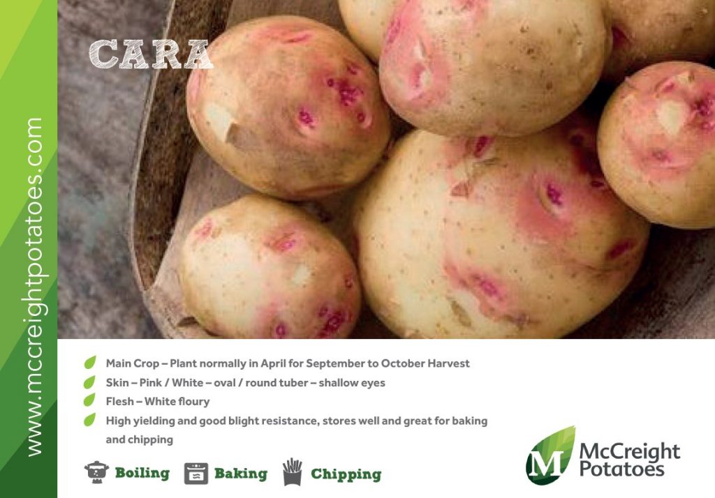Cara Seed Potatoes - Patch
