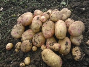 Cara Seed Potatoes - Patch