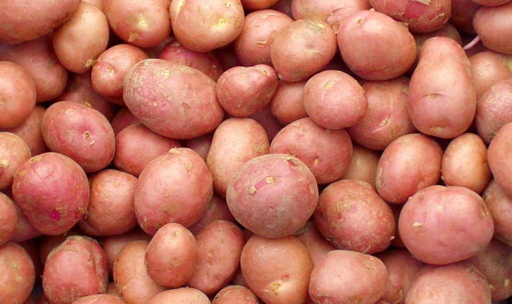 Desiree Seed Potatoes – Patch