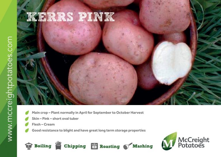 Kerr’s Pink Seed Potatoes - Patch