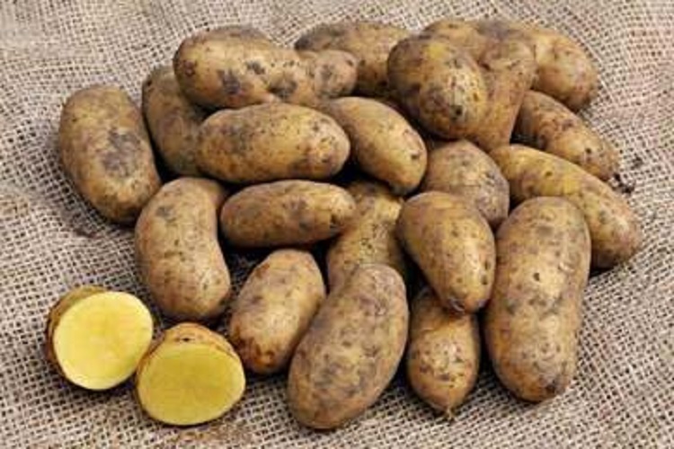 5kg Fresh Potatoes, Ready to EAT! Fresh Harvest From Ireland - Over 15 ...