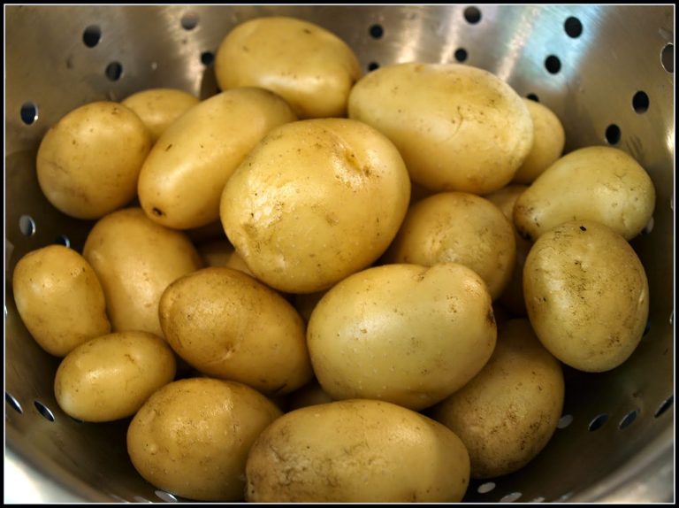 Nicola Seed Potatoes - Patch