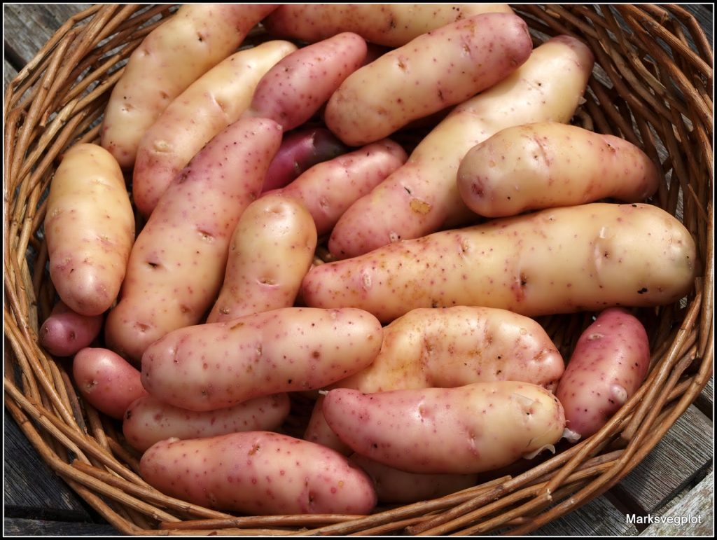 5kg Pink Fir Apple Potatoes, Ready to Eat! Handpicked at Ballymakenny ...