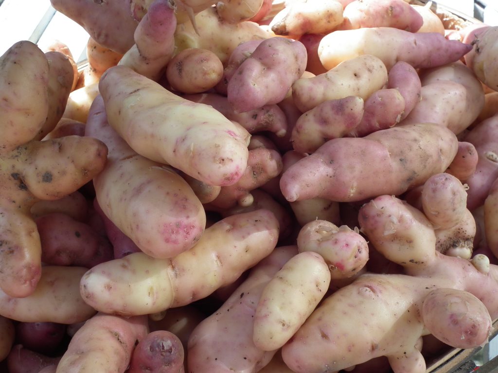 Ramos Seed Potatoes - Patch