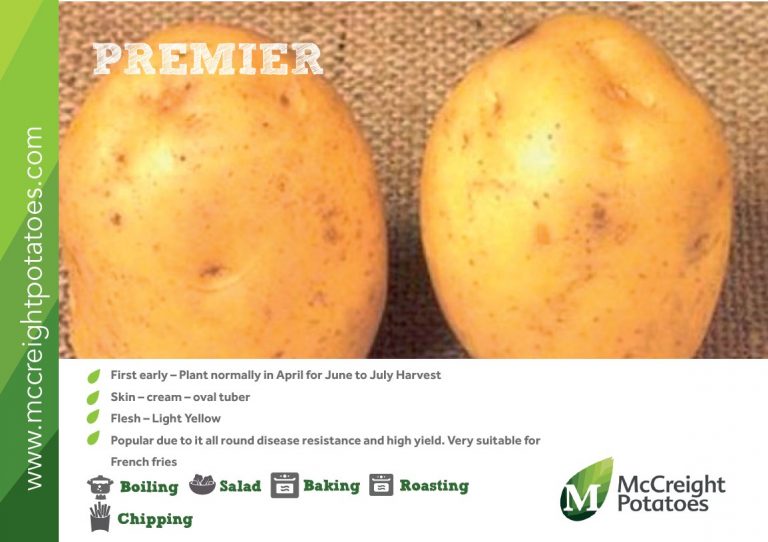 PREMIERE Seed Potatoes - Patch