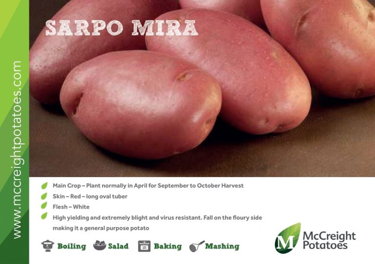 SARPO MIRA Seed Potatoes - Patch